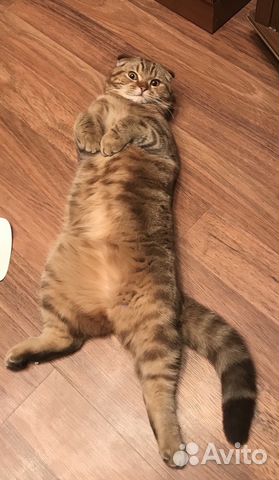 Вязка с шотландским котом(очень красивый окрас)