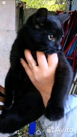 Отдам котёнка в добрые руки