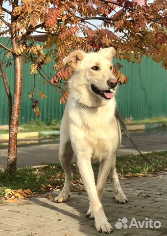 Принцесса Аэлика ищет дом