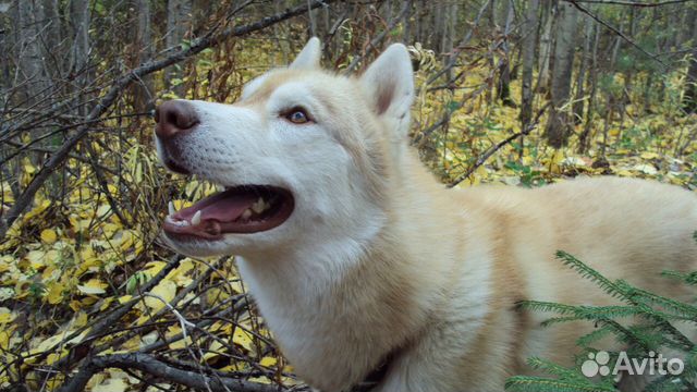 Кобель хаски для вязки