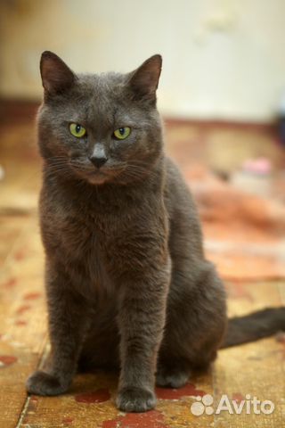 Суровый и брутальный кот