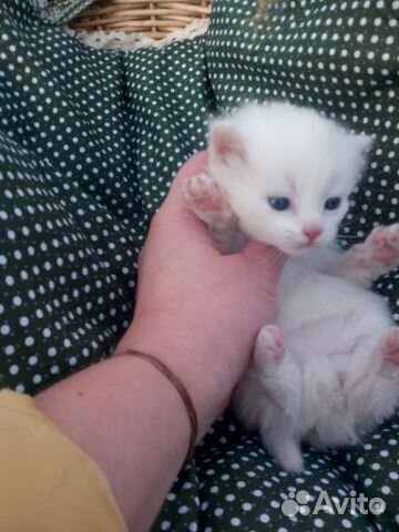 Лечебная кошка