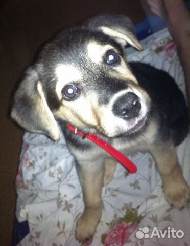 Щенок немецкой овчарки