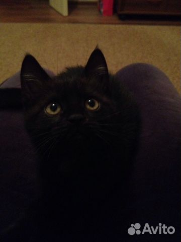 Котёнок