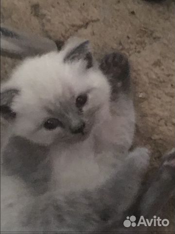 Красивый котик тайского окраса