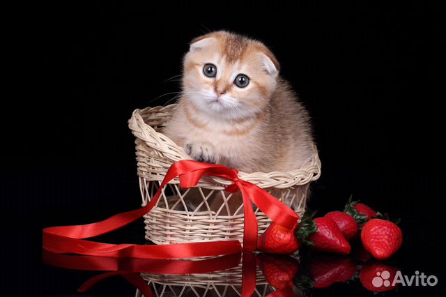 Золотая Тифани