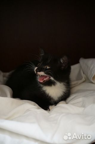 Котятки ищут дом