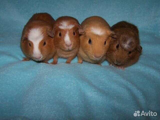 Малыши крестеды