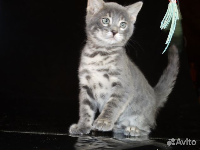 Бенгальские котятки