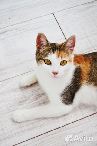 Кошечка в добрые руки