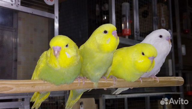 Жёлтые, белые, зелёные попугайчики, птенчики