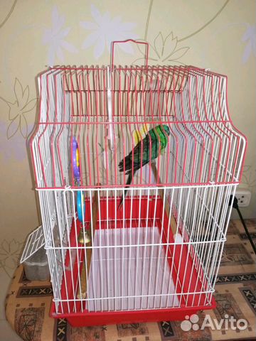 Попугай средний австралийский певчий с клеткой