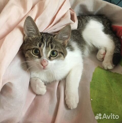 Кисуня - ласкуня ищет дом