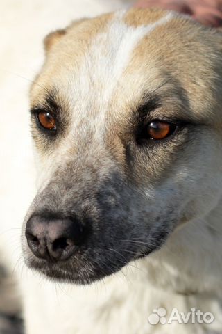 Красавица Келли в добрые руки