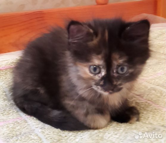 Отдам котят черепахового окраса в добрые руки