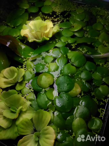 Аквариумные растения (папоротник, лимнобиум)