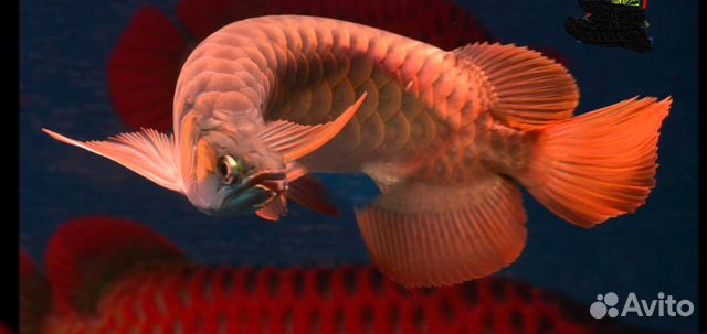 Арована серебрянная в наличии Уфа