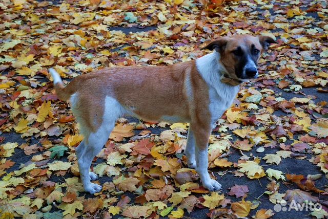 Солнечная Алиса - собака-мечта