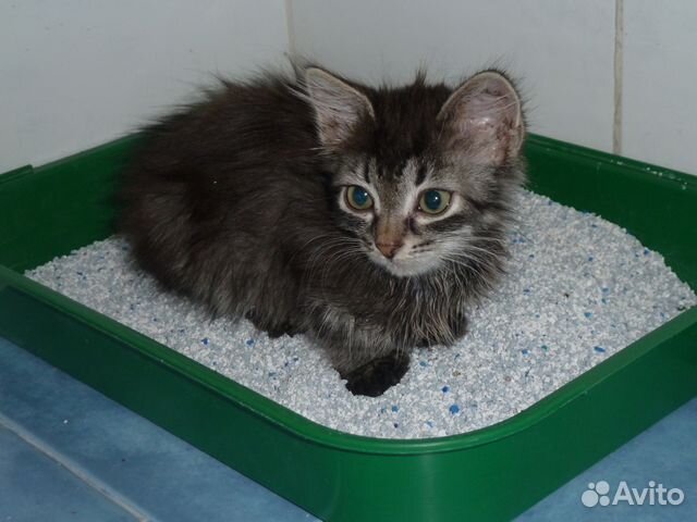 Ищем теплый дом котенку