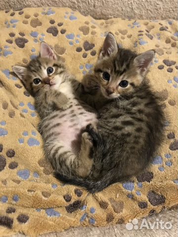 Неразлучники ищут дом