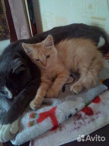 Котёнок