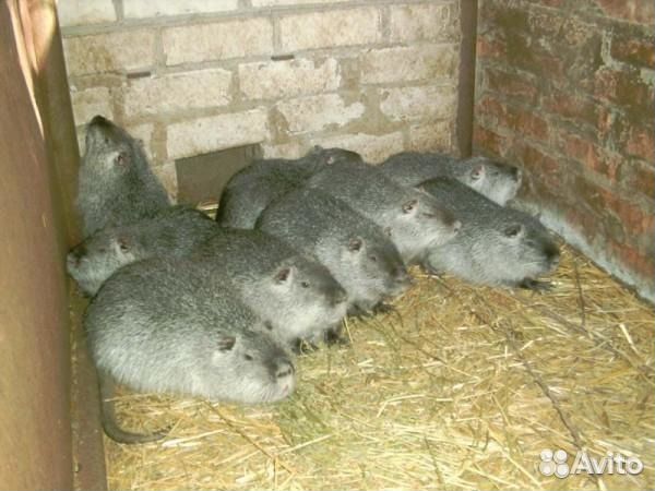 Продаются Нутрии (серебро)