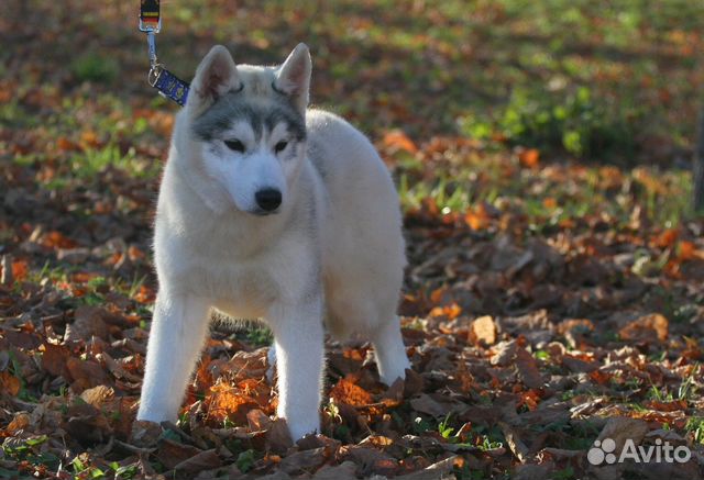 Шикарный мальчик хаски