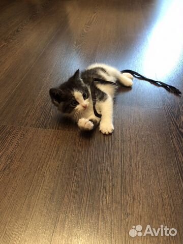 В хорошие руки заботливым хозяевам