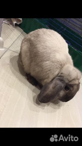 Вислоухий кролик Боран+ клетка в подарок