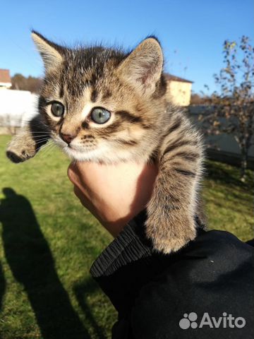 Котята от умной кошки и международного чемпиона