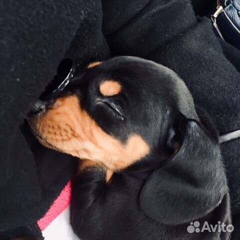 Такса мини кроличья