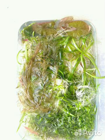 Аквариумные растения (прополка)