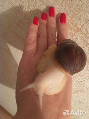 Улитки ахатины