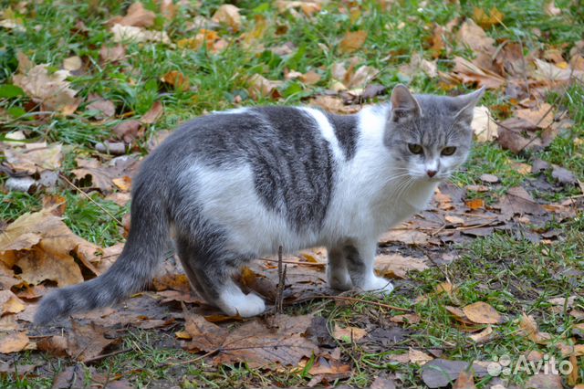 Умная кошечка, 6 месяцев