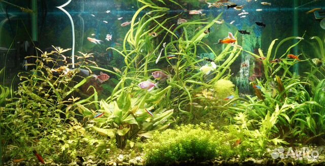 Рыбки. Креветки. Растения разные. Живой корм