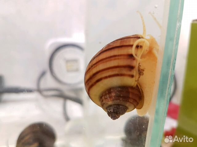 Улитка ампулярия