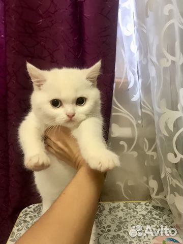 Плюшевая красавица в добрые руки