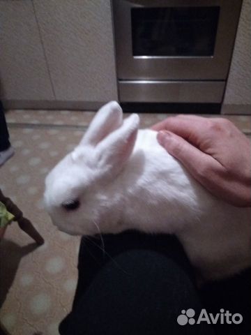 Карликовый кролик с приданым