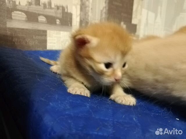 Четыре рыженьких котёнка ищут под Новый год хозяев