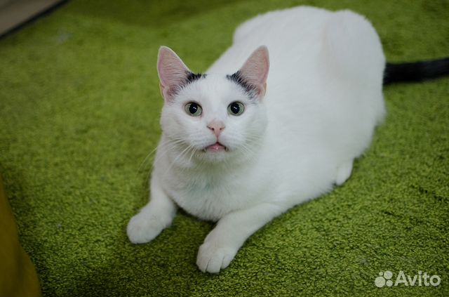 Котодети из приюта ищут своих родителей