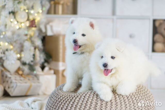 Счастье белое и пушистое