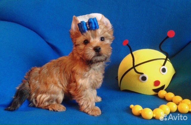 Золотой мальчик минюшка