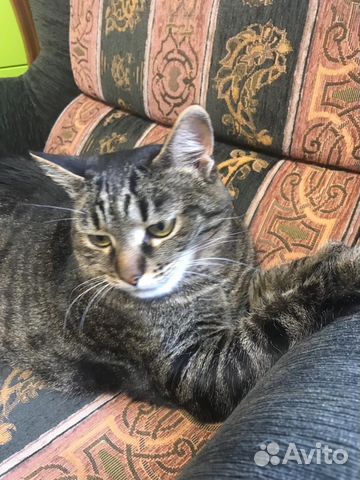 У Кошки умерла хозяйка ищем дом