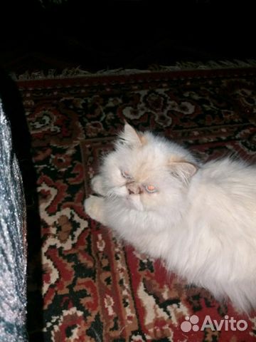 Котёнок