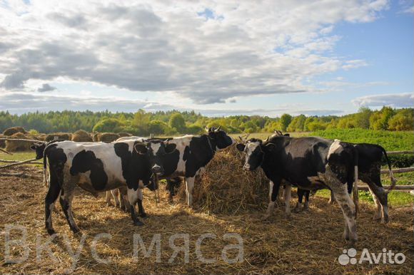 Быки на откорм