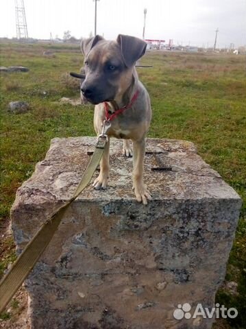 Продам питбуля