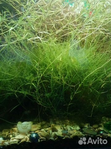 Аквариумное растение