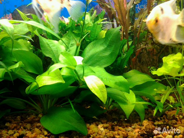 Аквариумное растение
