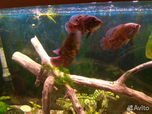 Тигровый астронотус