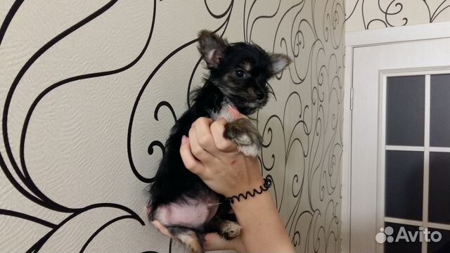 Продаются щенки 2 мес. Метисы Чихуахуа с Иорком
